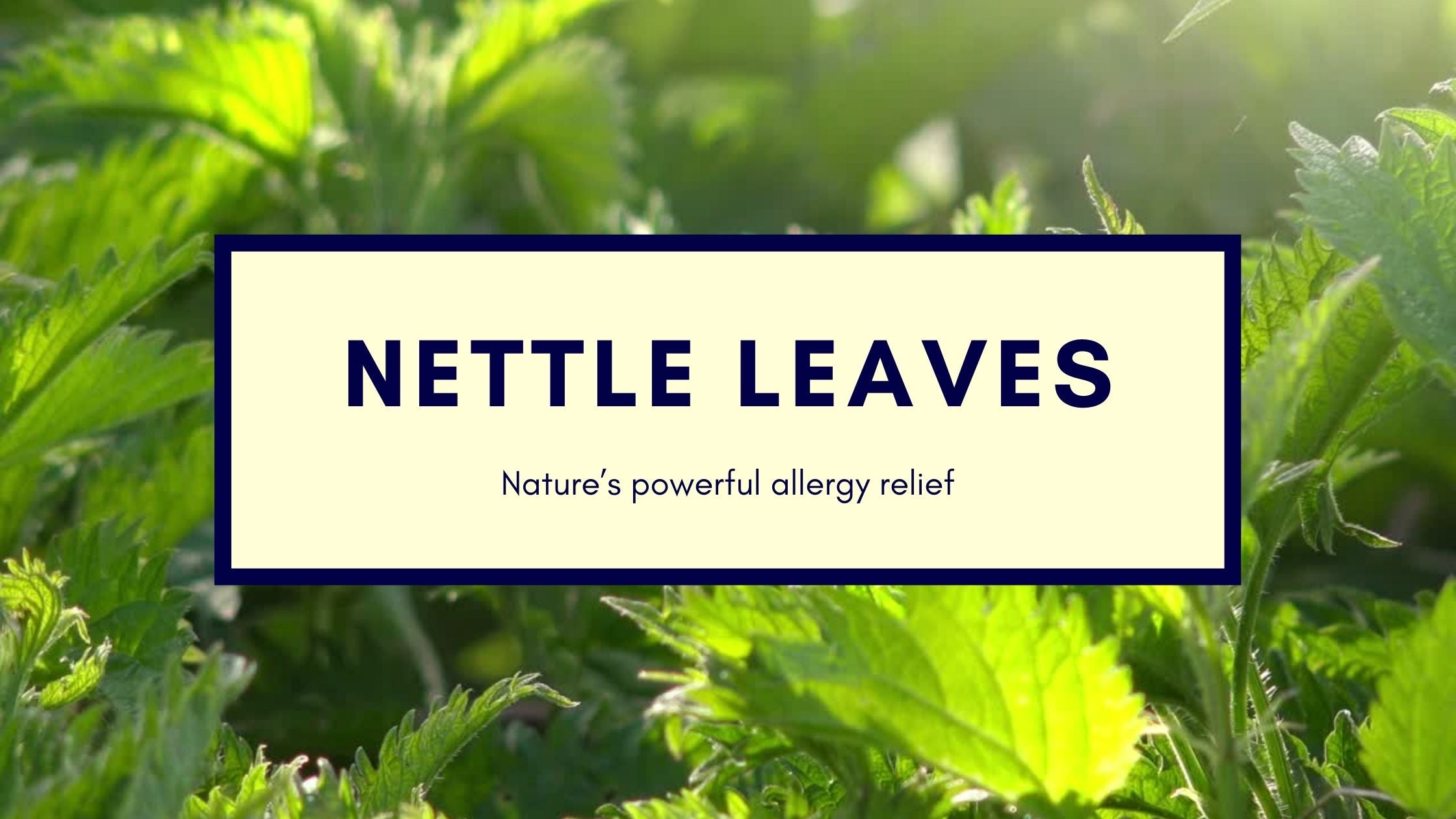 Nettle Leaves for pet allergies: A natural, safe and holistic approach ...